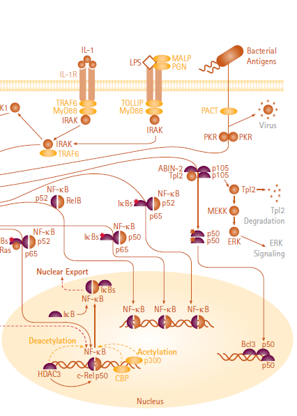 Pathways and Biomarkers of Toll-like Receptors | Lab Manager