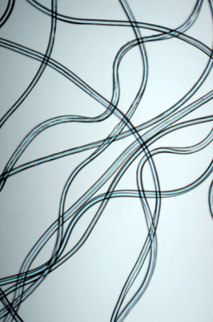 FT-IR Microspectroscopy of Micro-fibers | Lab Manager