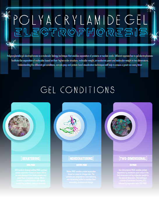 Polyacrylamide Gel Electrophoresis | Lab Manager