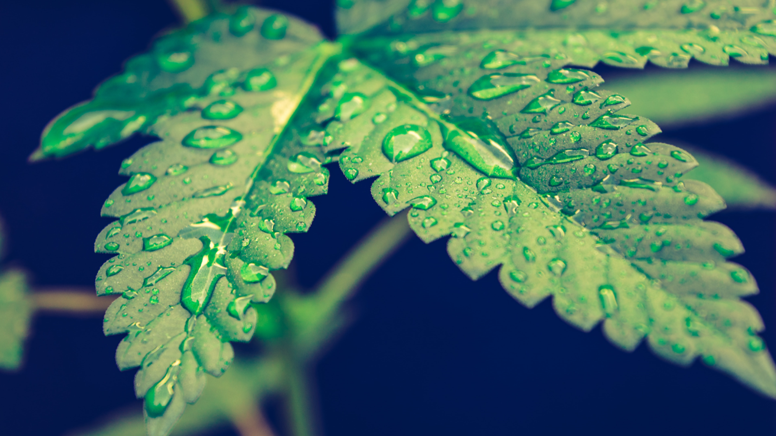 Fast, Easy and Efficient Cannabis Sample Preparation for Metals Testing ...