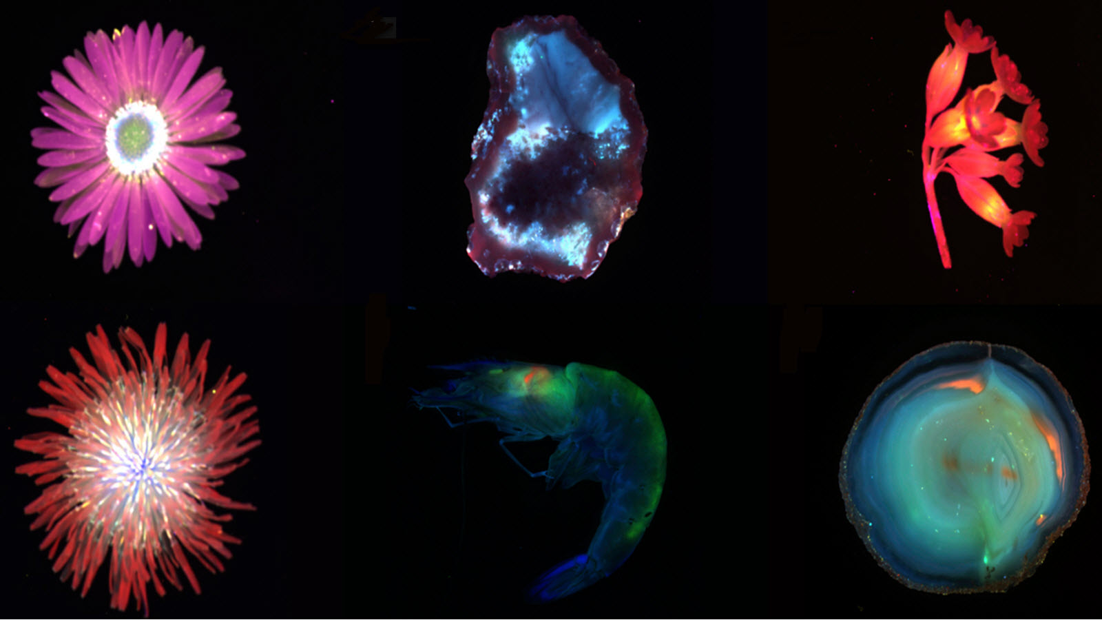 Innovative Solutions for Accurate Western Blot Imaging